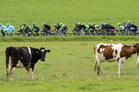 Pack Cyclists Ride Front Cows During Editorial Stock Photo - Stock ...