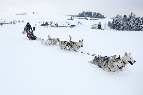 THREE DOG-SLED TEAMS SIBERIAN HUSKYS MAKE Editorial Stock Photo - Stock ...