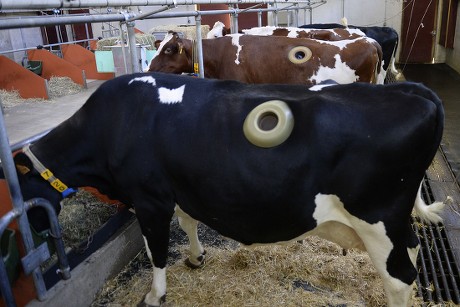 Socalled Fistulated Cows Photographed Agricultural Research Editorial ...