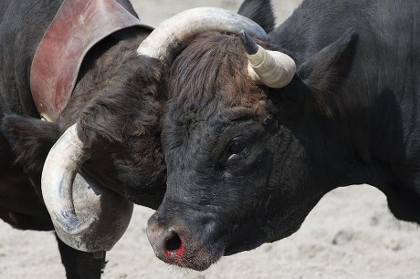Two Cows Fight During Traditional Annual Editorial Stock Photo - Stock ...