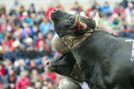 Two Cows Fight During Traditional Annual Editorial Stock Photo - Stock ...