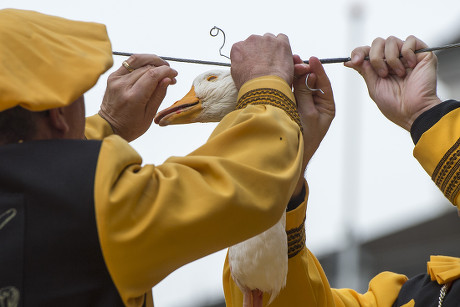 Cut Head Dead Goose Removed During Editorial Stock Photo - Stock Image ...