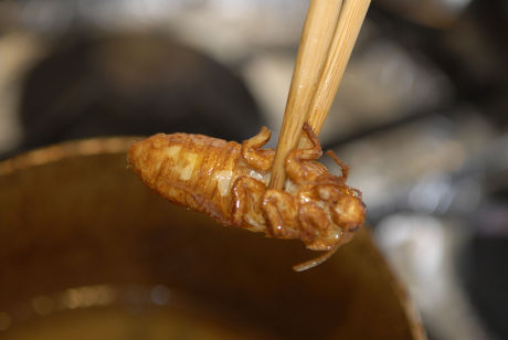 Deep Frying Madagascar Cockroach Editorial Stock Photo - Stock Image ...