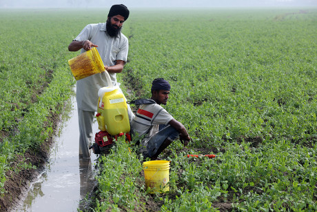 Indian Farmer Hardial Singh Cheena Pours Editorial Stock Photo - Stock ...