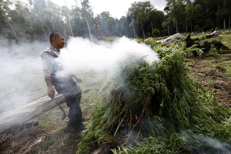 Police Officer Burns Cannabis Plants During Editorial Stock Photo ...