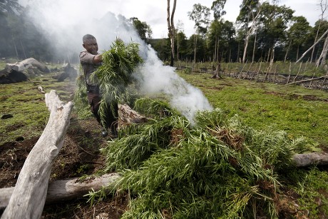 Police Officer Burns Cannabis Plants During Editorial Stock Photo ...
