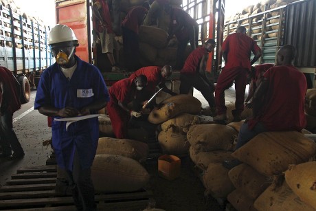 Workers Unload Bags Cocoa Beans Chocolate Editorial Stock Photo - Stock ...