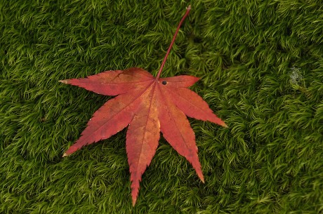 Momiji Japanese Maple Leaf Lays On Editorial Stock Photo - Stock Image ...