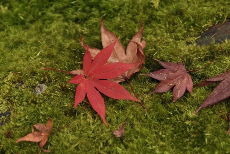 Momiji Japanese Maple Leaves Cover Moss Editorial Stock Photo - Stock ...