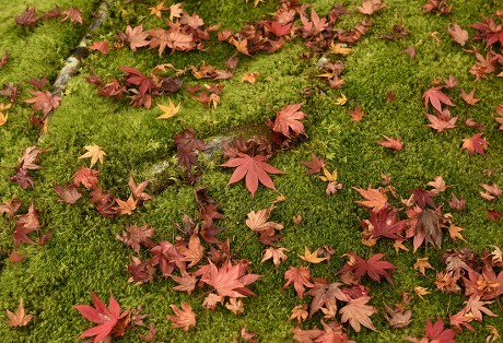 Momiji Japanese Maple Leaves Cover Moss Editorial Stock Photo - Stock ...