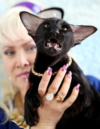 Oriental Shorthair Cat On Show Cat Editorial Stock Photo - Stock Image ...