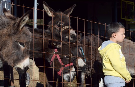 Boy Stands Next Donkey During Event Editorial Stock Photo - Stock Image ...