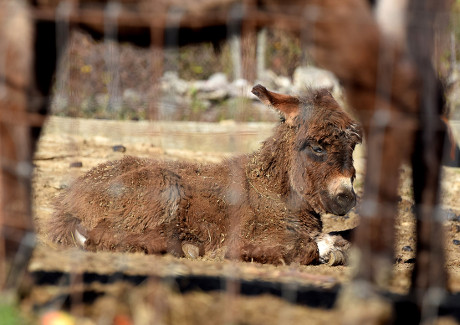 Donkey Foal During Event New Years Editorial Stock Photo - Stock Image ...