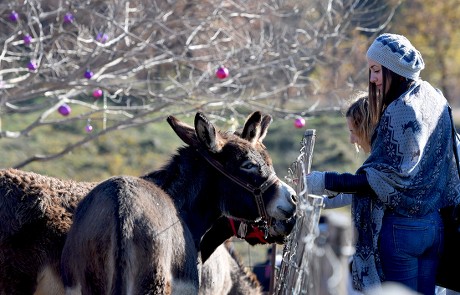 Women Caress Donkey During Event New Editorial Stock Photo - Stock ...