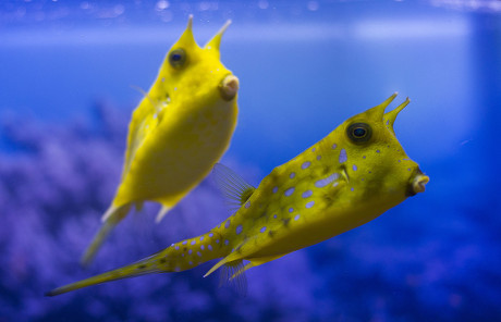 Cowfish Swim Two Oceans Aquarium Cape Editorial Stock Photo - Stock ...