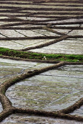 Freshly Ploughed Prepared Sown Rice Paddy Editorial Stock Photo - Stock ...