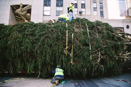 Workers Prepare Lift Rockefeller Center Christmas Editorial Stock Photo ...
