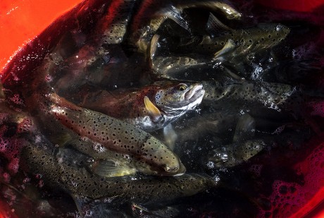 Ohrid Trout Seen Container On Boat Editorial Stock Photo - Stock Image ...