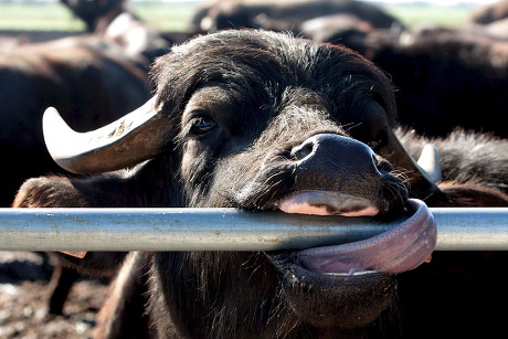 Buffalo Cow Pictured On Farm Capua Editorial Stock Photo - Stock Image ...