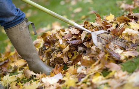 Autumn Leaves Being Raked Editorial Stock Photo - Stock Image ...