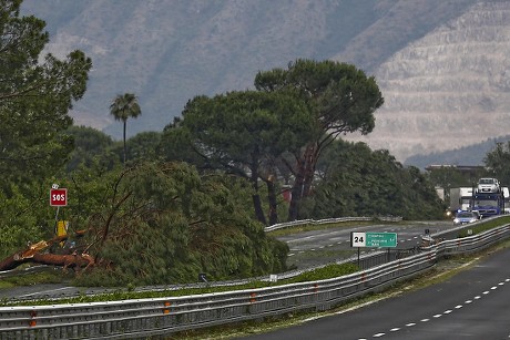 Fallen Trees Because Storm On Carriageway Editorial Stock Photo - Stock ...