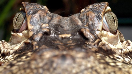 This Alligator Remains Completely Motionless His Editorial Stock Photo ...