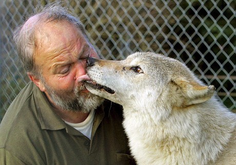 Wolf Mammut Licks Face Veterinarian Dirk Editorial Stock Photo - Stock ...