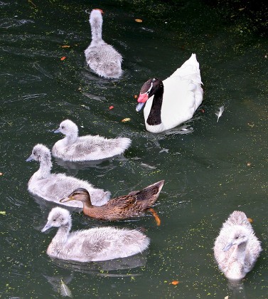 Lost Duck Seeks Contact Swan Family Editorial Stock Photo - Stock Image ...