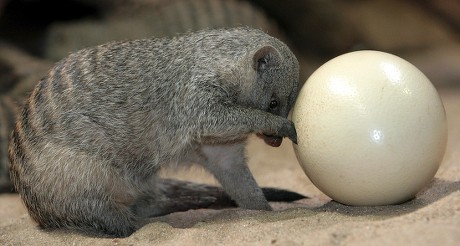 Banded Mongoose Tries Fish Mealworms Out Editorial Stock Photo - Stock Image | Shutterstock