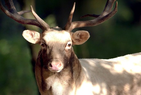 White Fallow Deer Looks On Grafenberger Editorial Stock Photo - Stock ...