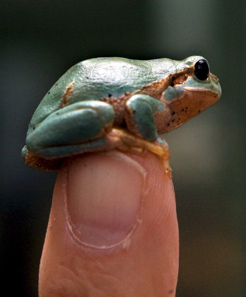 Tree Frog Sits On Index Finger Editorial Stock Photo - Stock Image ...