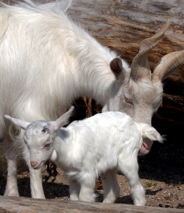 Girgentana Goat Mother Cares Rare Offspring Editorial Stock Photo ...