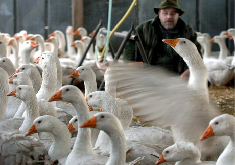 Goose Farmer Carlwilhelm Ohrt L His Editorial Stock Photo - Stock Image ...