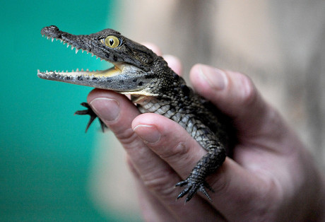 Young Nile Crocodile Measured Tierpark Hagenbeck Editorial Stock Photo ...