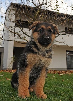 Shepherd Dog Puppy Lea Pictured Garden Editorial Stock Photo - Stock ...