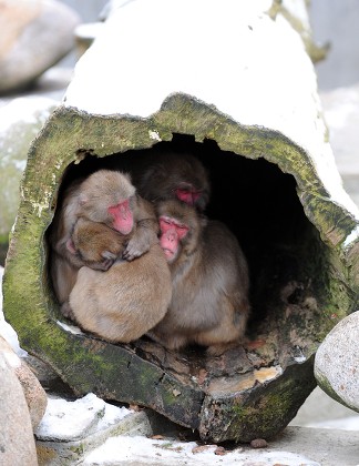 Family Japanese Macaque Lat Macaca Fuscata Editorial Stock Photo ...