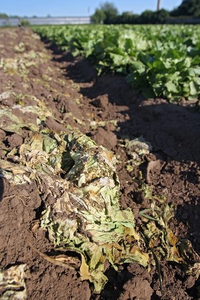 Rotting Lettuce Lies Field Lettuce Knoblauchsland Editorial Stock Photo ...