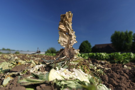 Rotting Lettuce Lies Field Lettuce Knoblauchsland Editorial Stock Photo ...