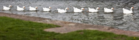3 Single file formation Stock Pictures, Editorial Images and Stock ...