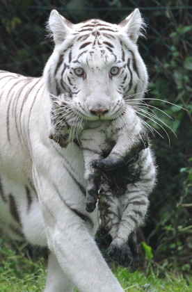 White Tiger Cub Carried By Mother Editorial Stock Photo - Stock Image | Shutterstock