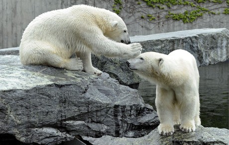 89 Polar bear offspring Stock Pictures, Editorial Images and Stock ...