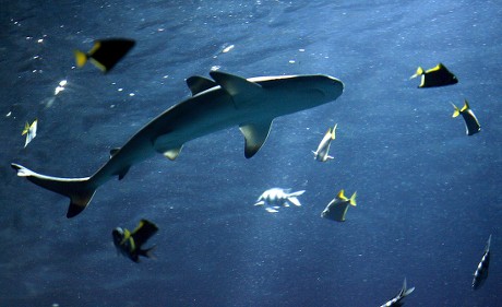 Blacktip Reef Shark Swims Throught Aquarium Editorial Stock Photo ...
