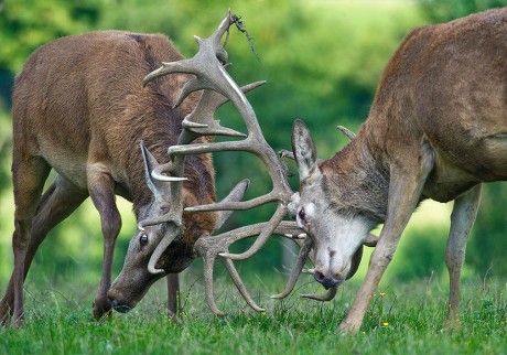 Two Stags Fight On Meadow Gutes Editorial Stock Photo - Stock Image ...