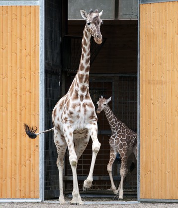 Giraffe Kabonga Her 12week Old Female Editorial Stock Photo - Stock ...