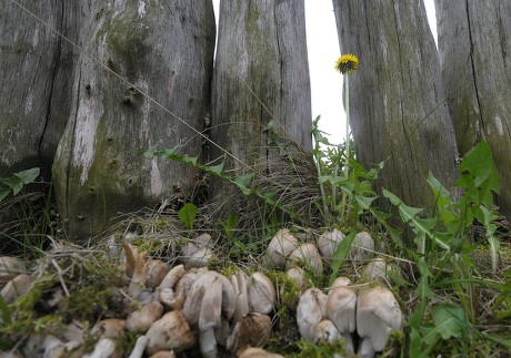 Fungal Infestation Can Be Seen On Editorial Stock Photo - Stock Image ...