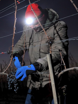 Harvest Helper Wearing Gloves Cuts Grapes Editorial Stock Photo - Stock ...