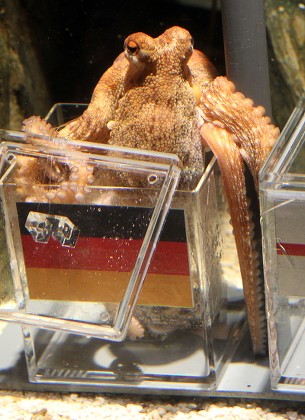 OCTOPUS 'PAUL' CHOOSES BOX MARKED GERMAN Editorial Stock Photo - Stock ...