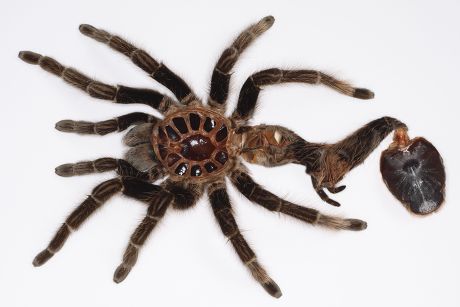 Shed Empty Tarantula Skin After Moulting Editorial Stock Photo - Stock ...