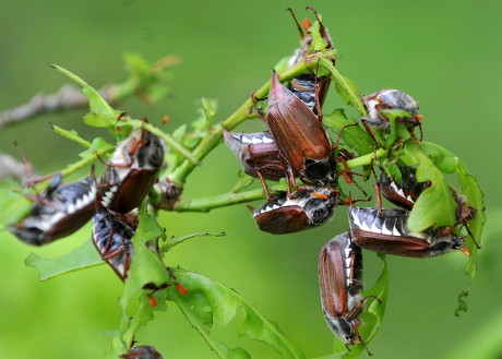 May Bugs Eat Young Leaves Oak Editorial Stock Photo - Stock Image ...