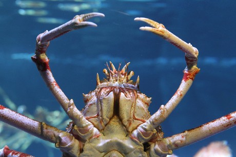 Close Picture Showing Socalled Spider Crab Editorial Stock Photo ...